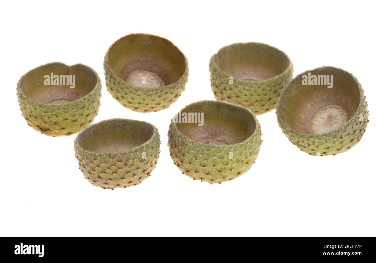 acorn caps isolated on white background Stock Photo - Alamy