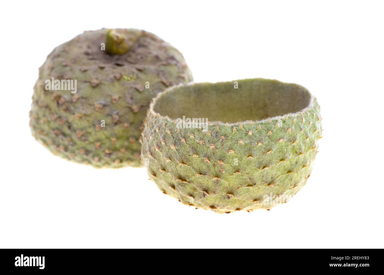 acorn caps isolated on white background Stock Photo - Alamy