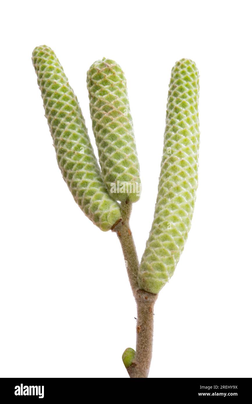 hazelnut buds isolated on white background Stock Photo - Alamy