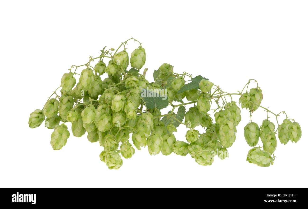 hop cones Isolated on white background Stock Photo - Alamy