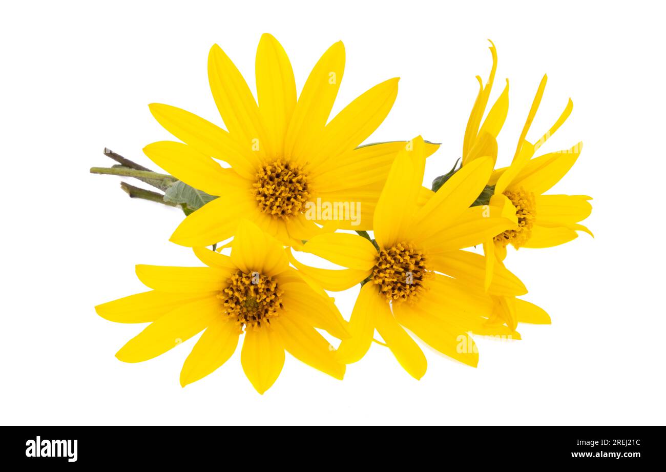 Heliopsis flower isolated hi-res stock photography and images - Alamy