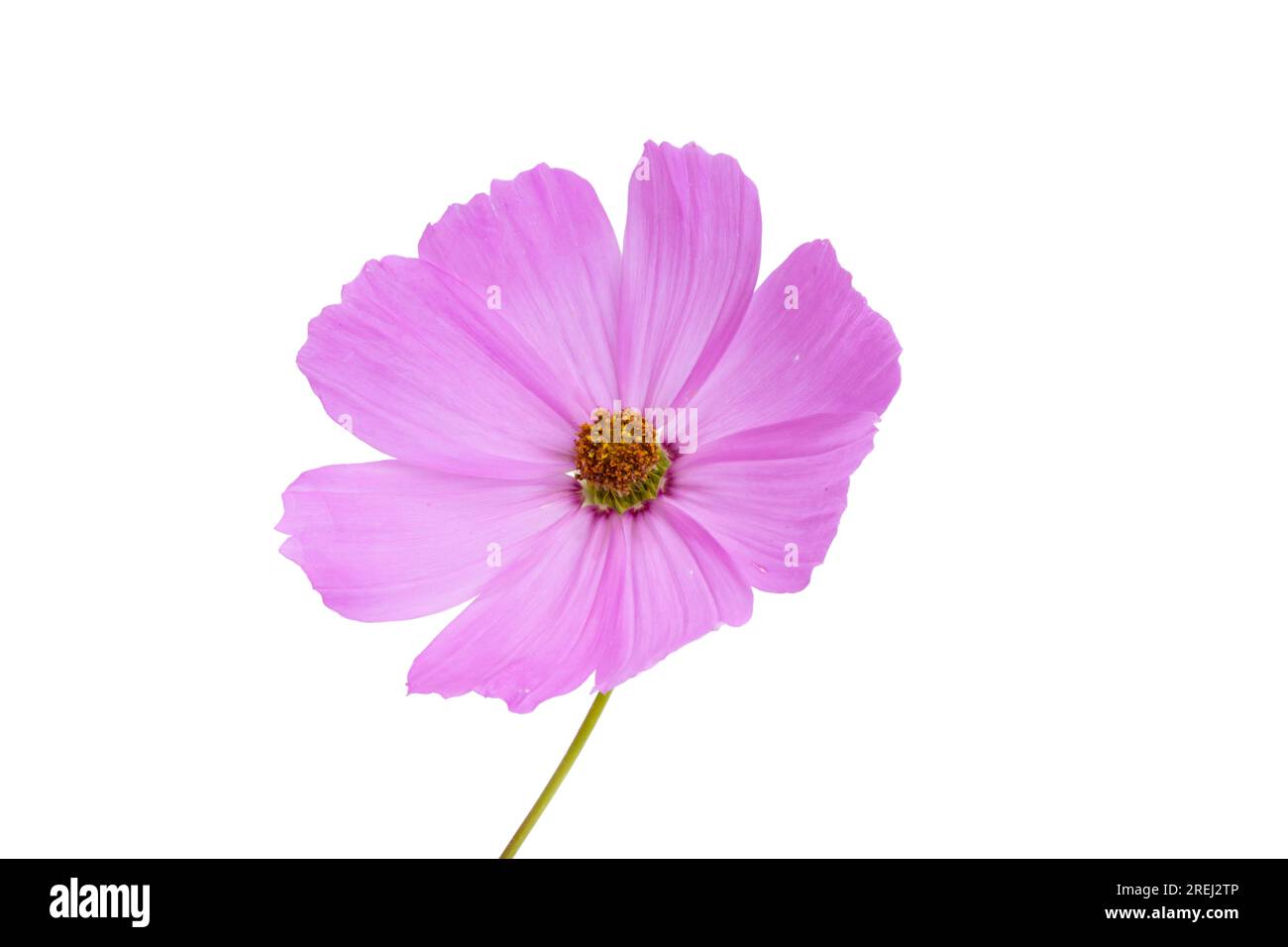 cosmea flower large isolated on white background Stock Photo - Alamy