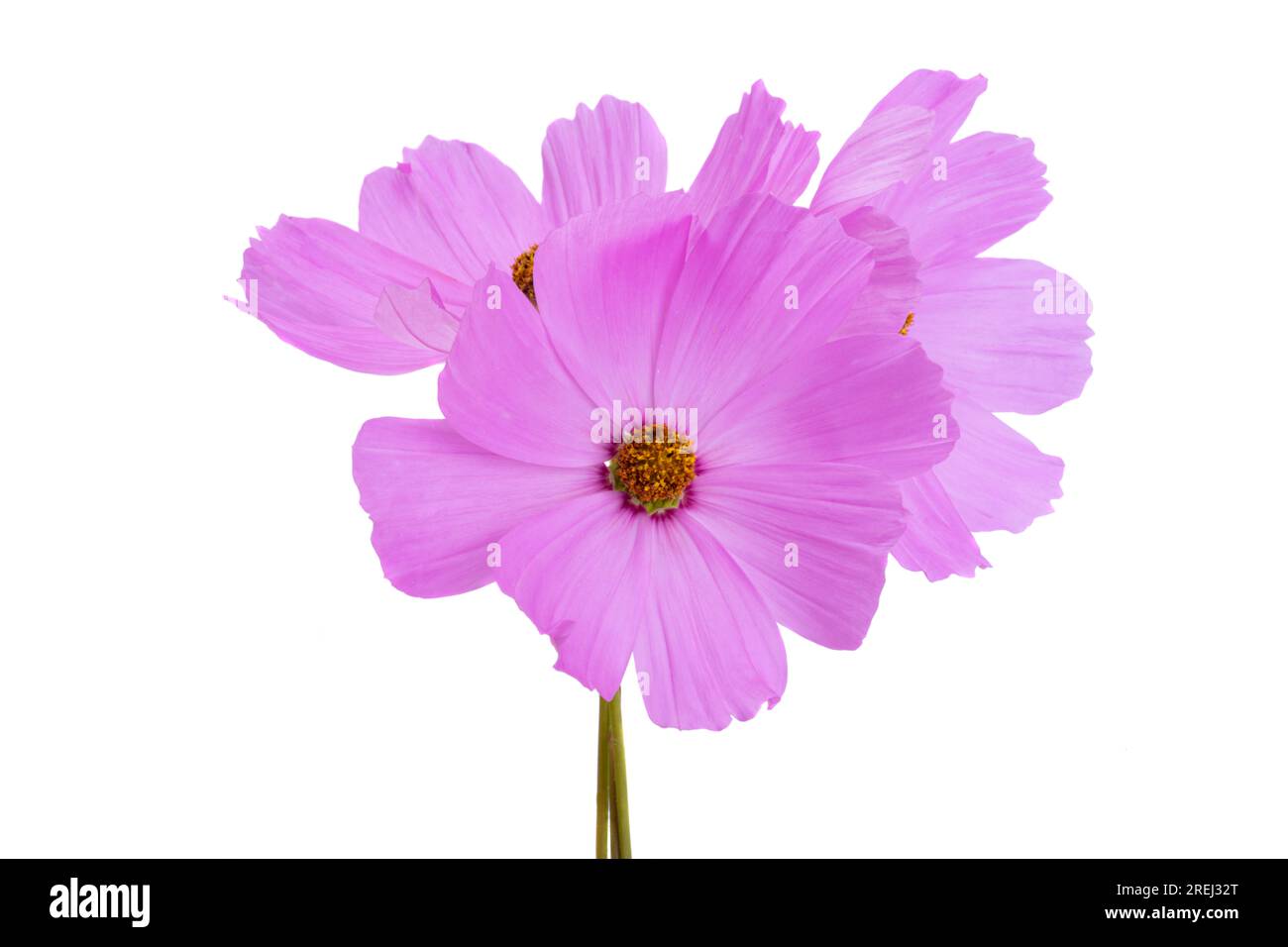 cosmea flower large isolated on white background Stock Photo - Alamy