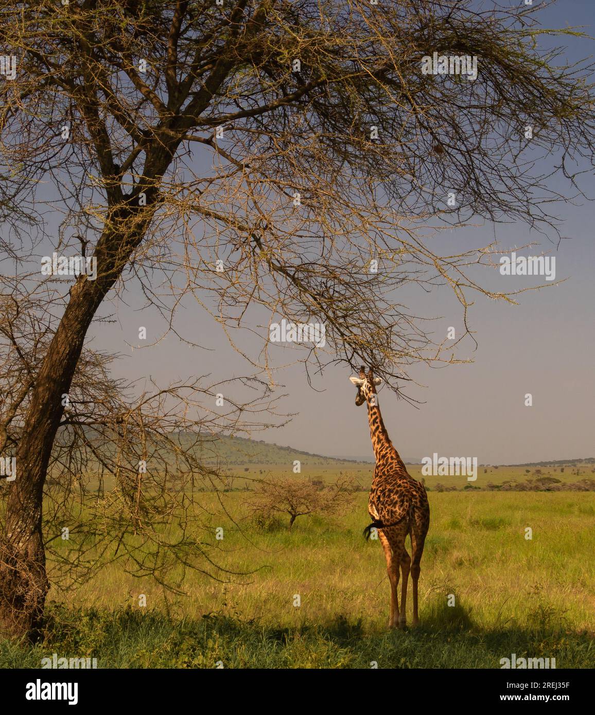 Giraffe by acacia tree hi-res stock photography and images - Alamy