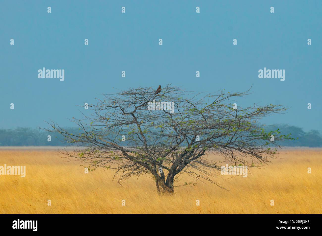 A single Green tree stands against a background of beautiful blue sky ...