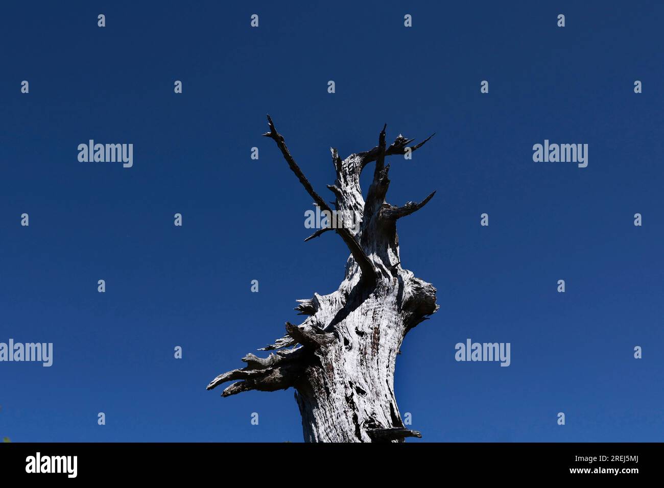A white-bone tree stands at high elevation on Yakushima, Kagoshima ...