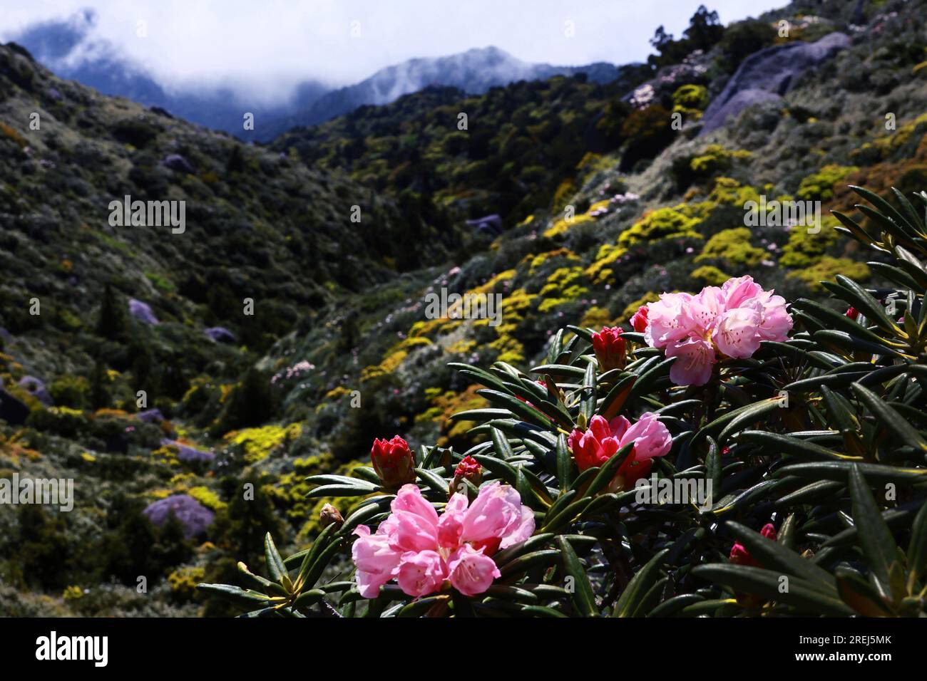 A picture shows Rhododendron flowers in Yakushima, Kagoshima prefecture ...