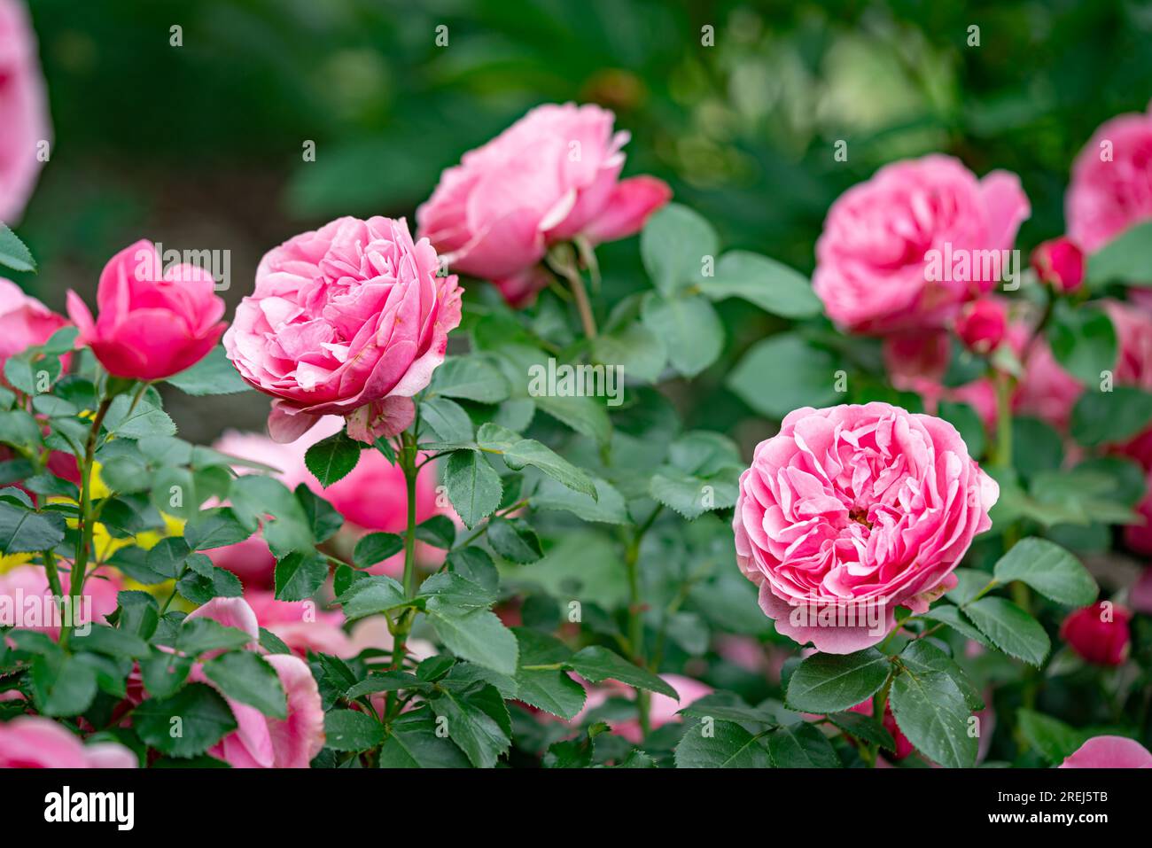 Pink rose flowers Stock Photo - Alamy