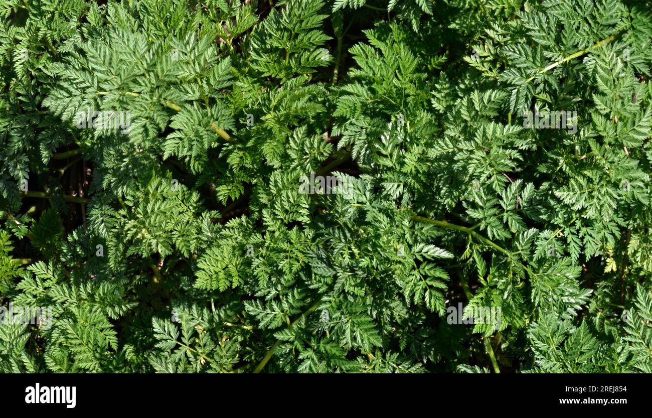 Poison Hemlock (Conium maculatum) close up. Deadly Poison Hemlock ... Poison Hemlock (Conium maculatum) close up. Deadly Poison Hemlock ...