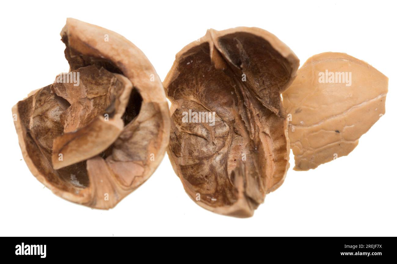 Circassian walnut on white hi-res stock photography and images - Alamy