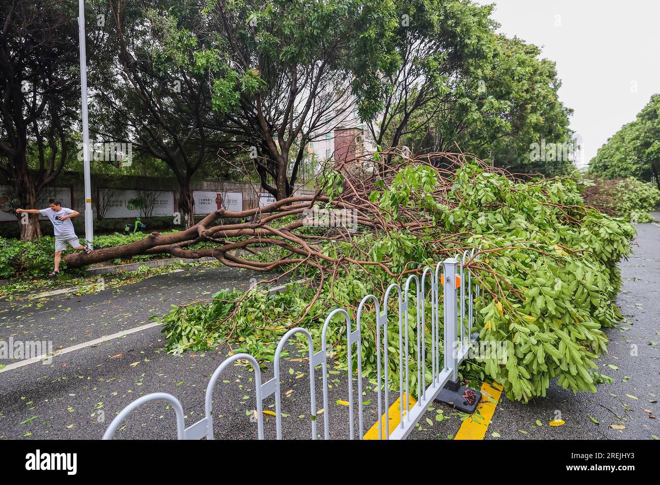 A man steps over a fallen tree in the aftermath of Typhoon Doksuri in ...