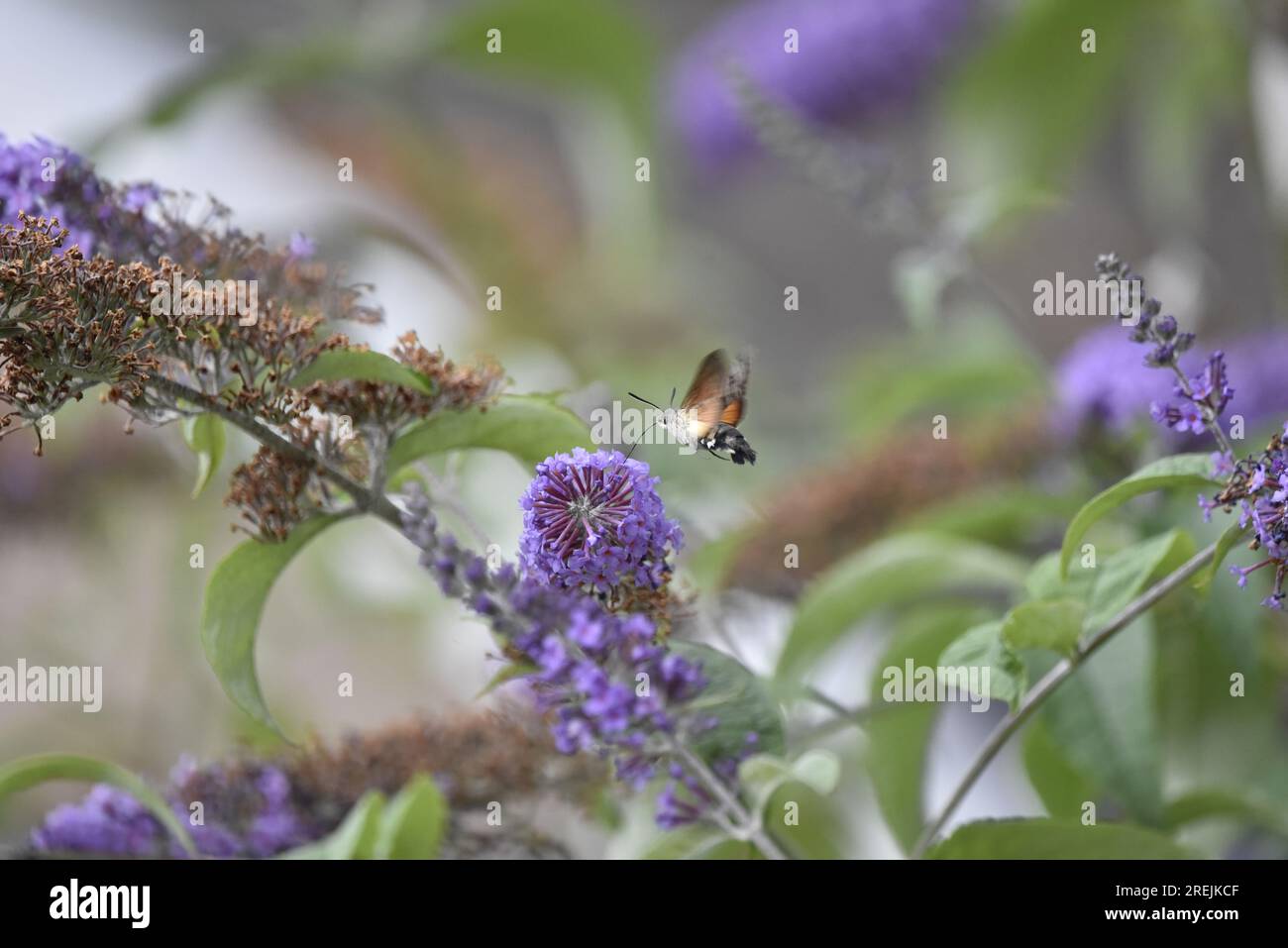 Hummingbird Hawk-Moth (Macroglossum stellatarum) Hovering in Left ...