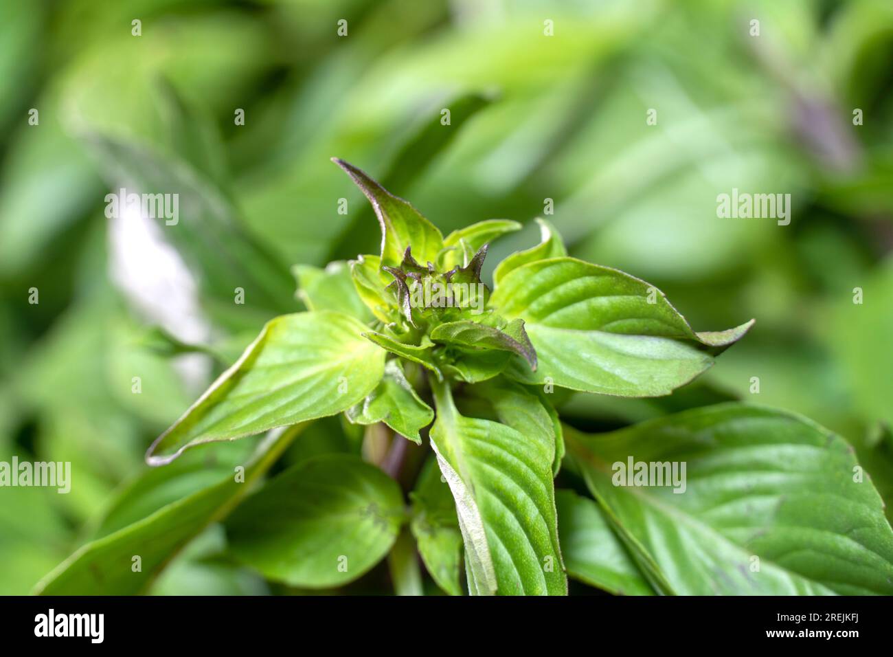 Green sweet basil leaves Isolated on white background. fresh herbal ...
