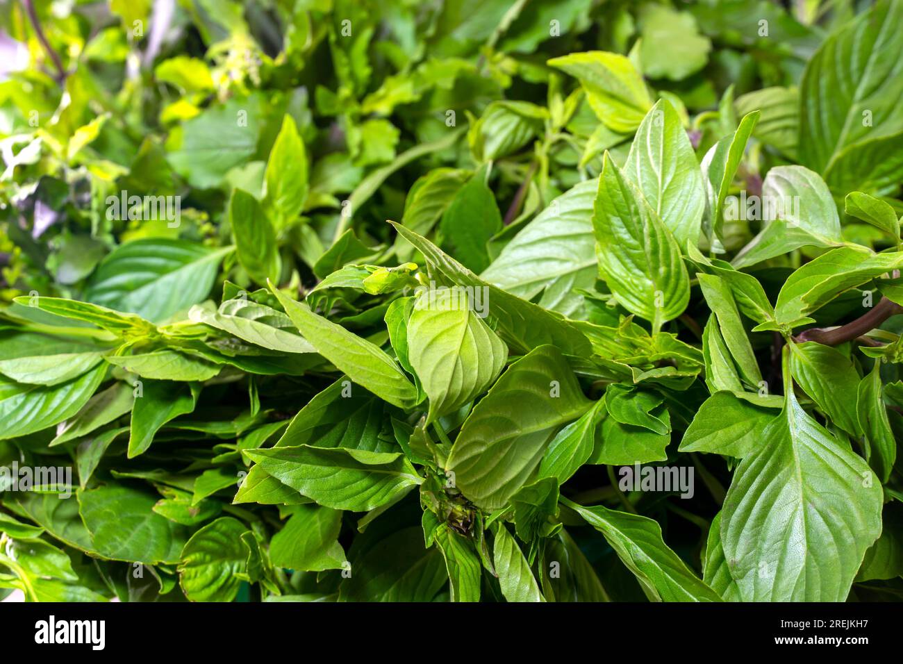 Sweet basil leaves Isolated on white background. fresh herbal ...
