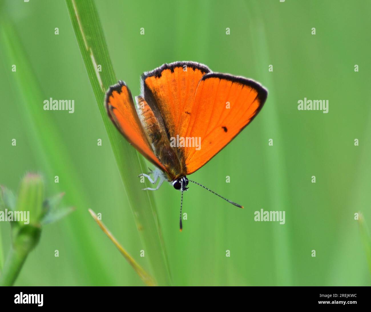 Large copper (Lycaena dispar) in Pacsmag lakes natural reserve Stock ...