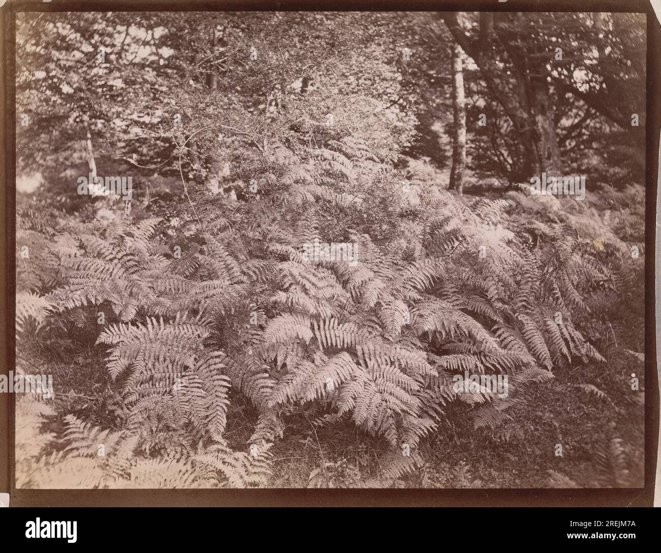 Ferns 1870s by John Golden Short Stock Photo - Alamy