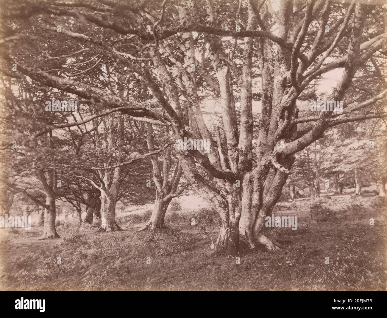 Trees 1870s by John Golden Short Stock Photo - Alamy