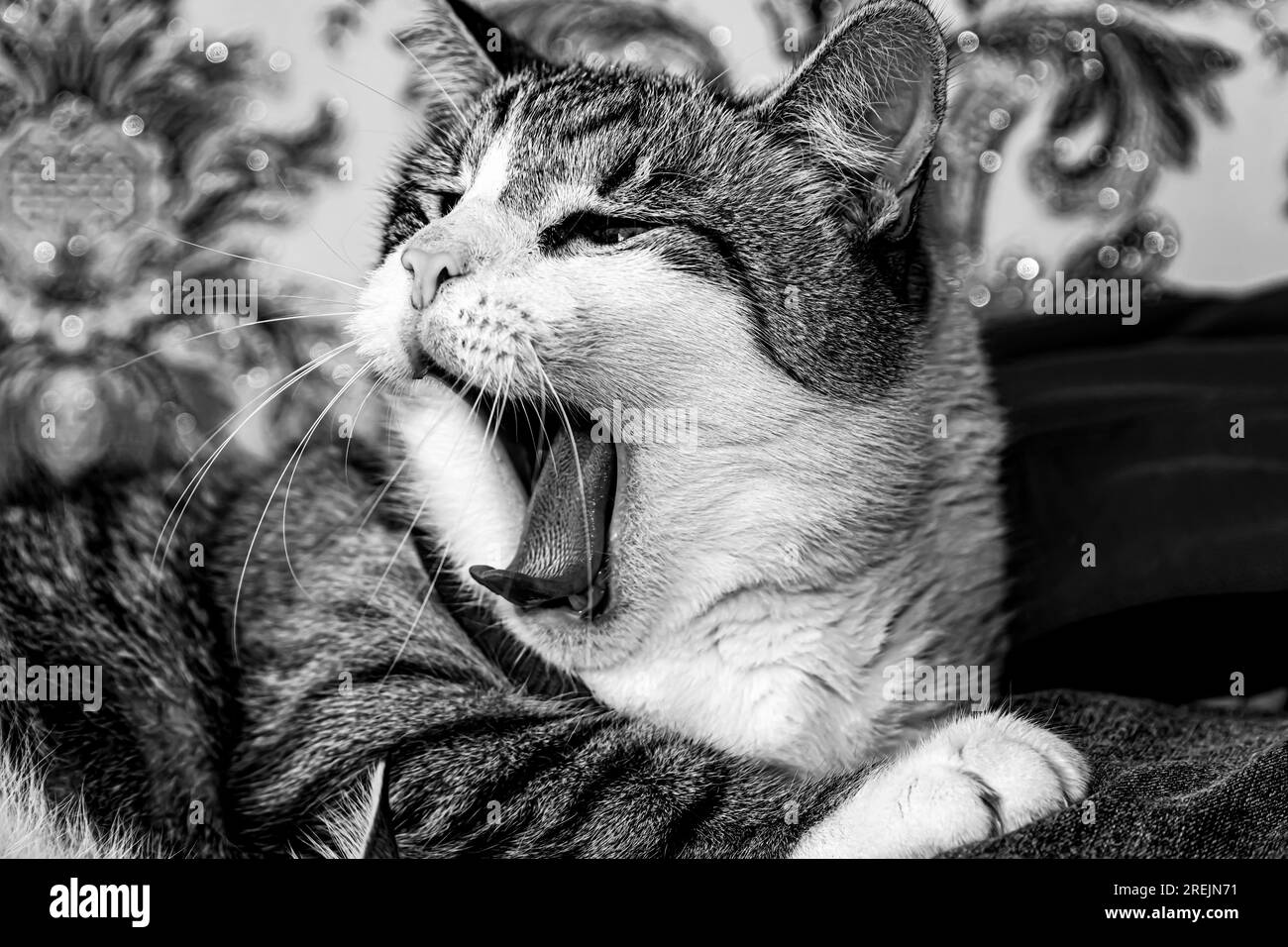 Tabby white grey cat Black and White Stock Photos & Images - Alamy
