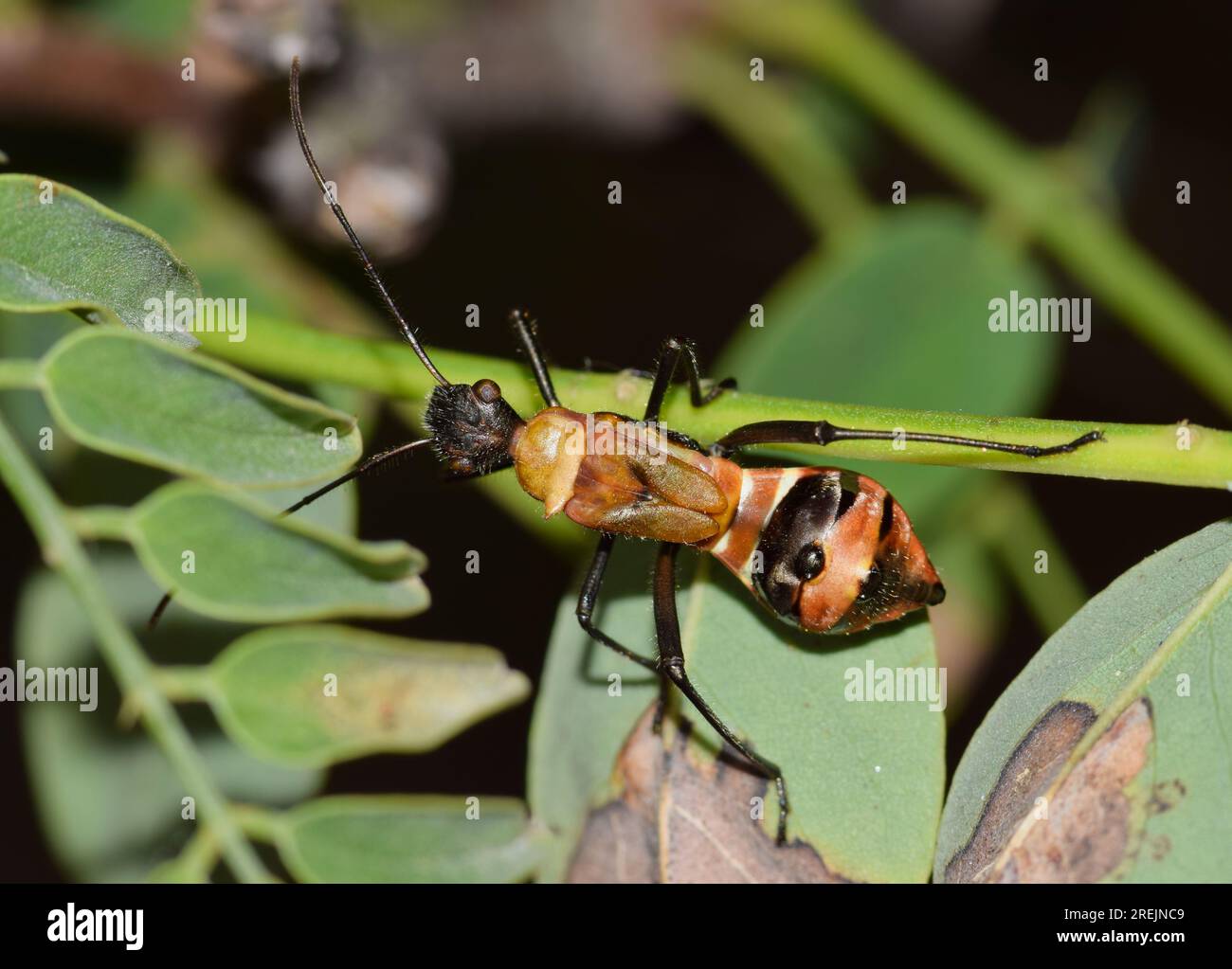 Hemiptera heteroptera bug insect hi-res stock photography and images ...