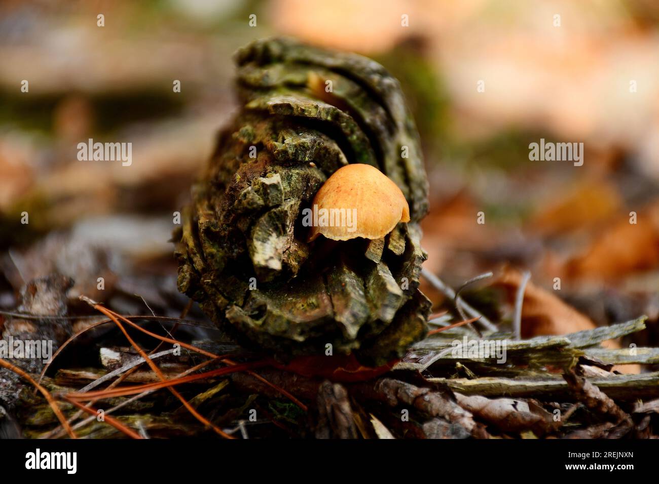 Fungi seeds hi-res stock photography and images - Alamy