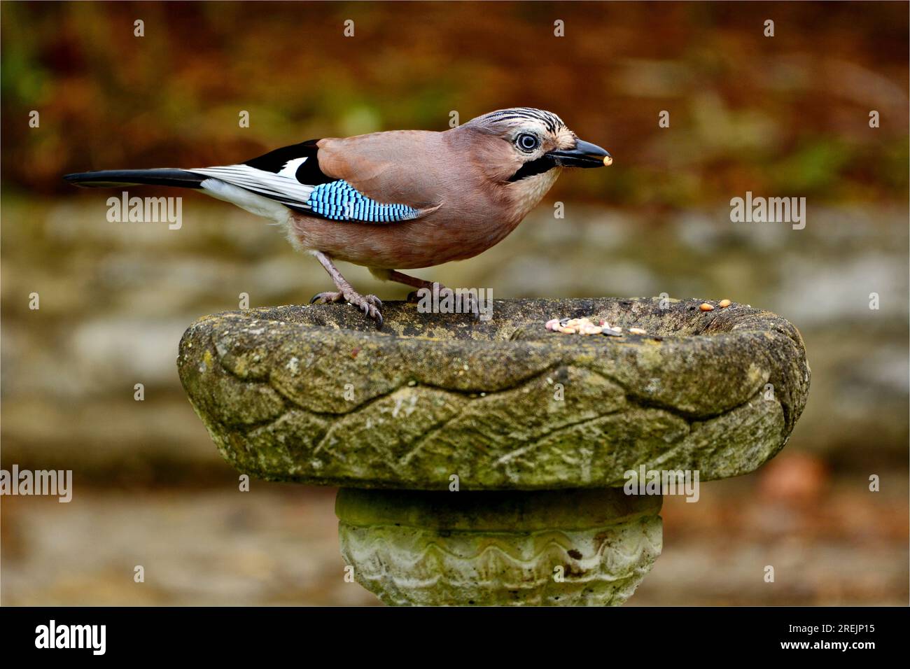 Blue jay bird house hi-res stock photography and images - Alamy