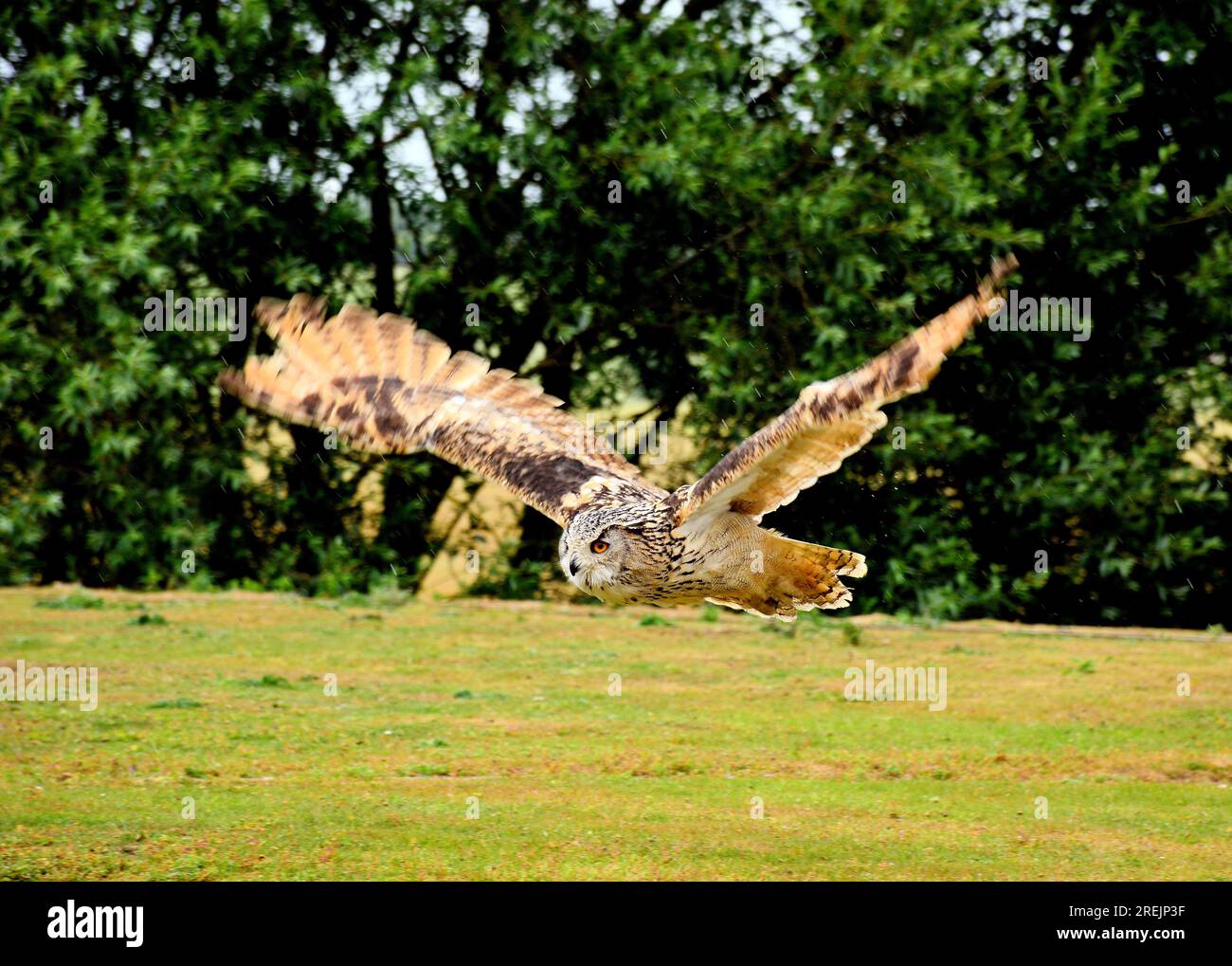 Woodland owls hi-res stock photography and images - Alamy