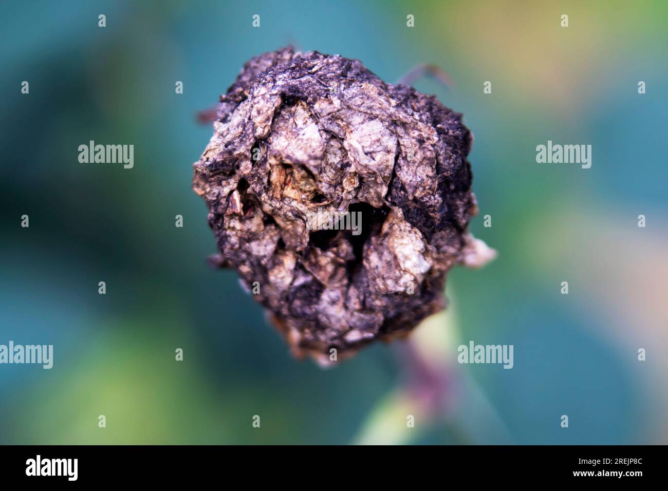 Rotten rose hi-res stock photography and images - Alamy