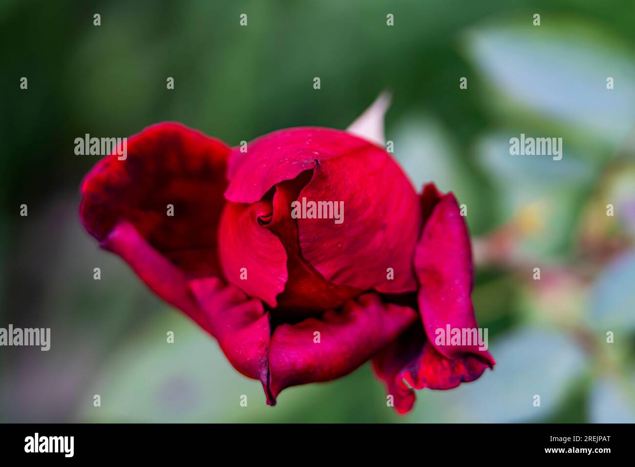 Bunch of withered flowers hi-res stock photography and images - Alamy