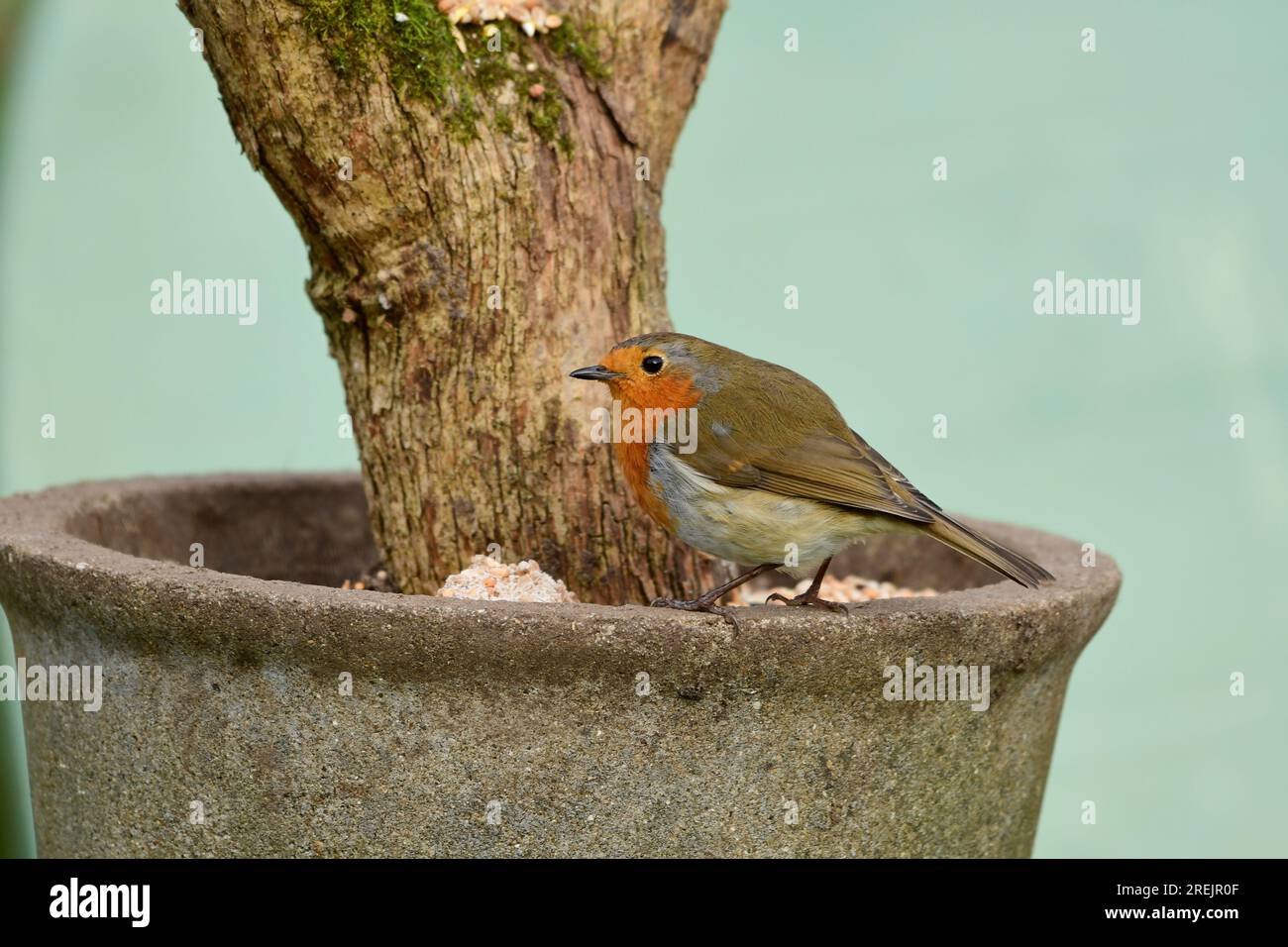 Red tail water robin hi-res stock photography and images - Alamy