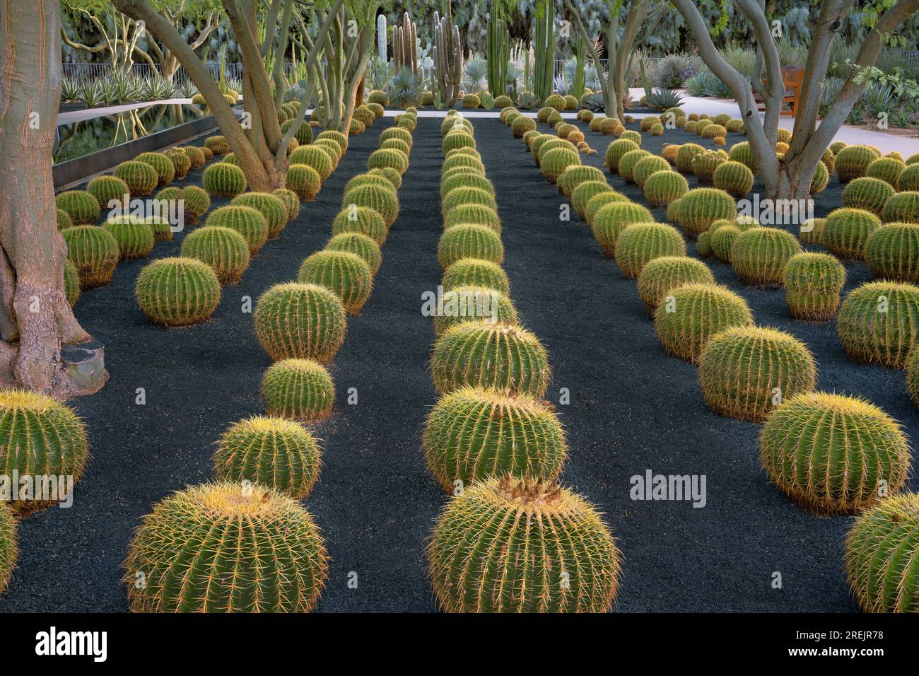 The Golden Barrel Cactus exhibit is one of the many botanical displays ...