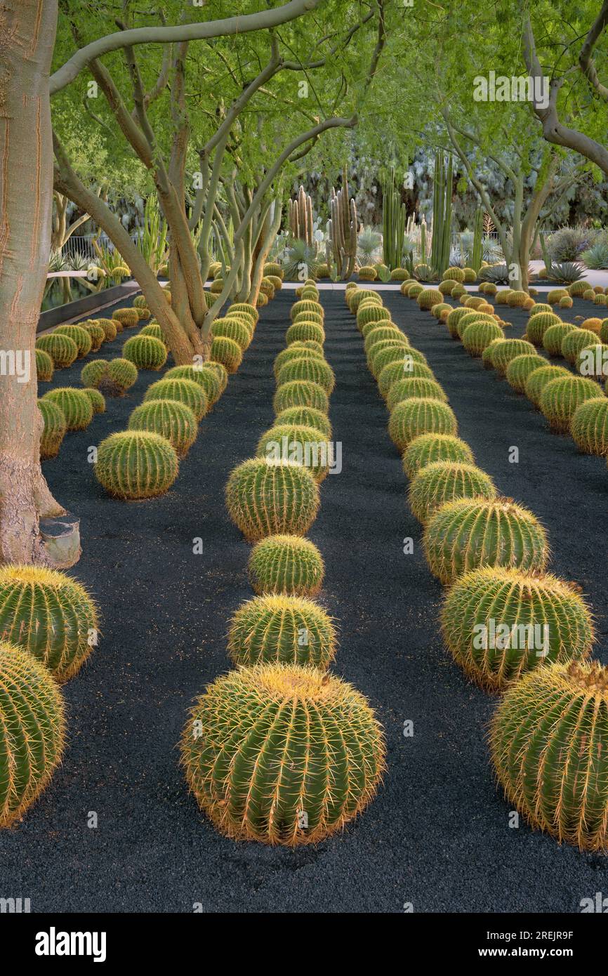 The Golden Barrel Cactus exhibit is one of the many botanical displays ...