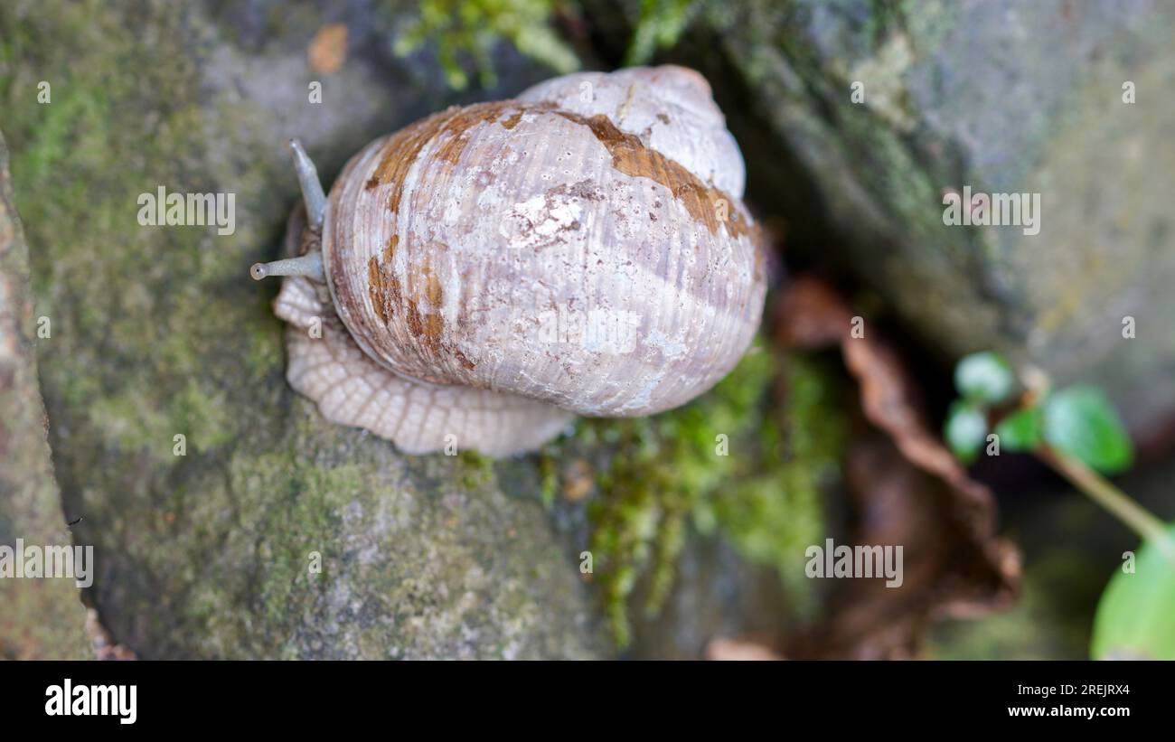Frightened eyes hi-res stock photography and images - Alamy
