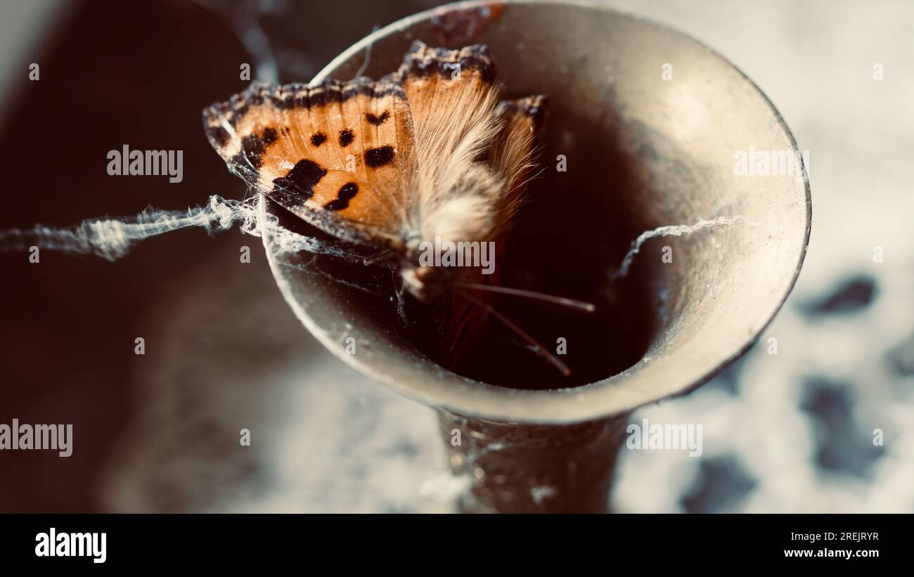 Dead butterfly hi-res stock photography and images - Alamy