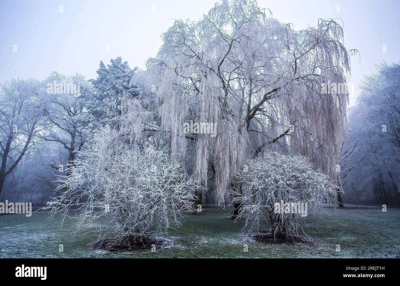 Ghostly willow tree hi-res stock photography and images - Alamy