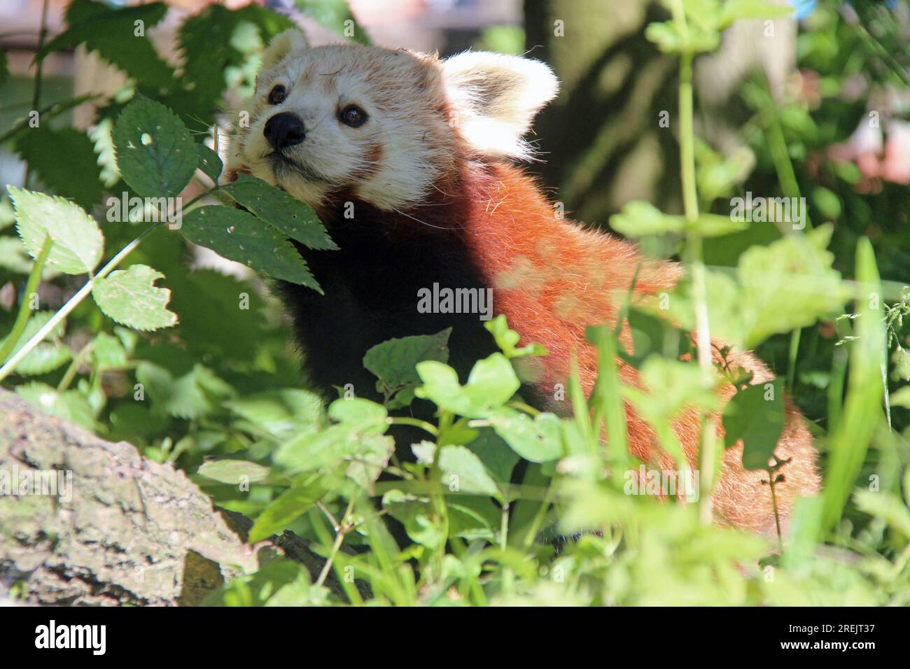 red panda in a zoo in lille (france Stock Photo - Alamy