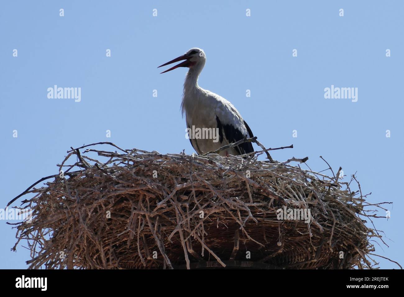 Storch storch storch storch hi-res stock photography and images - Alamy