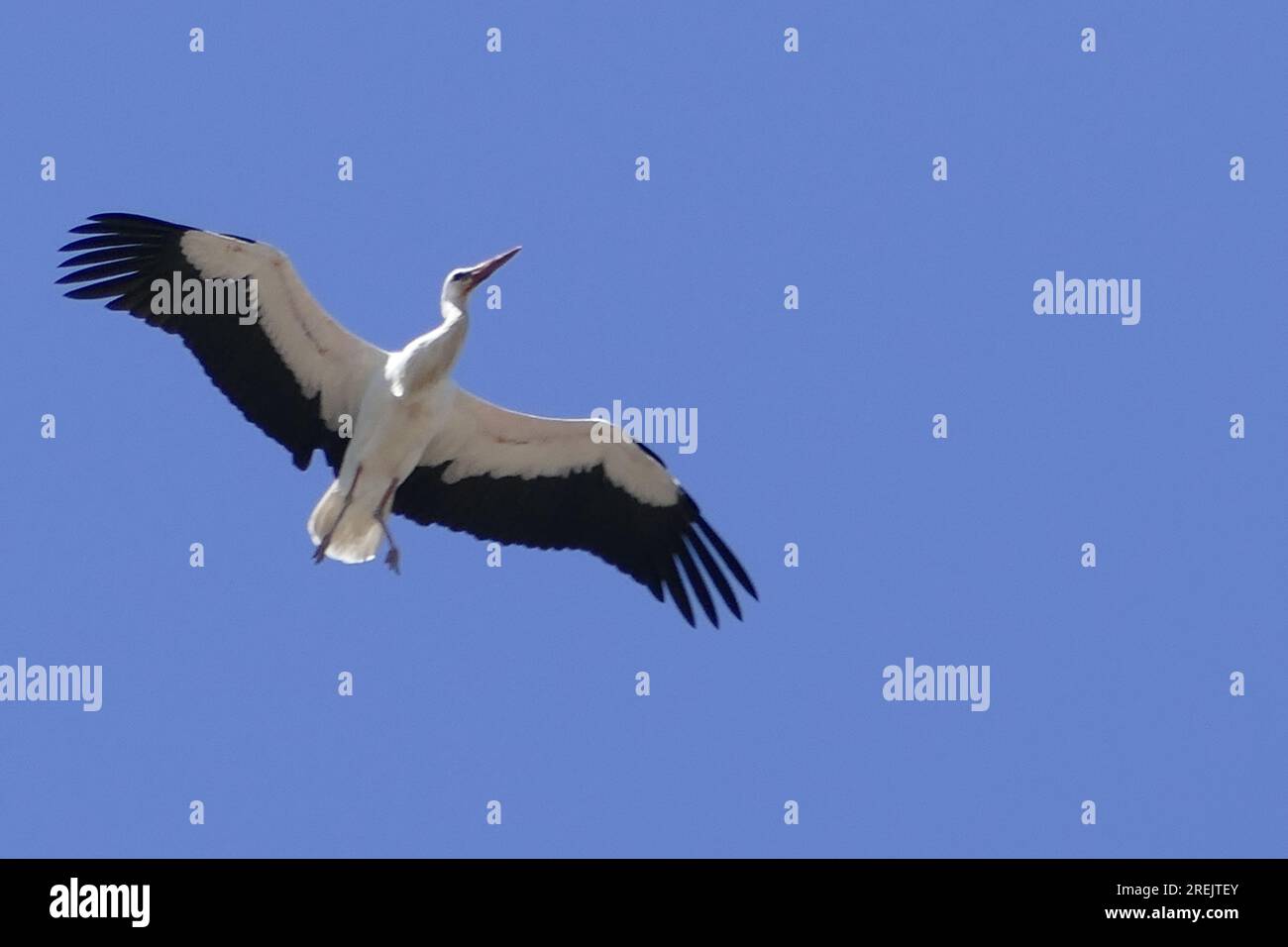 Vogel storch hi-res stock photography and images - Alamy