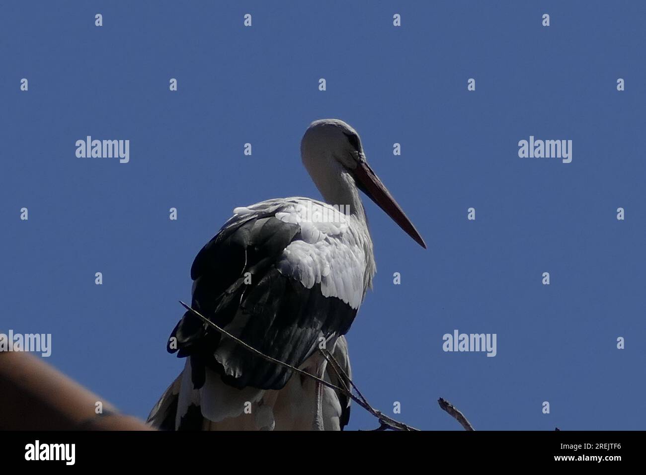 Vogel storch hi-res stock photography and images - Alamy