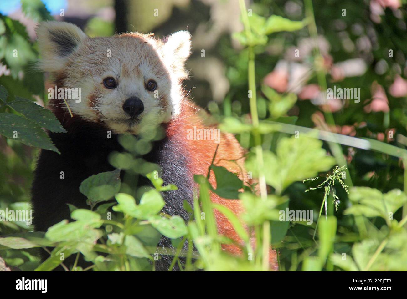 red panda in a zoo in lille (france Stock Photo - Alamy