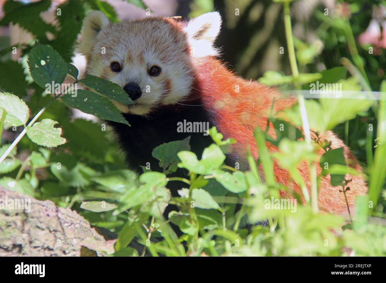 red panda in a zoo in lille (france Stock Photo - Alamy