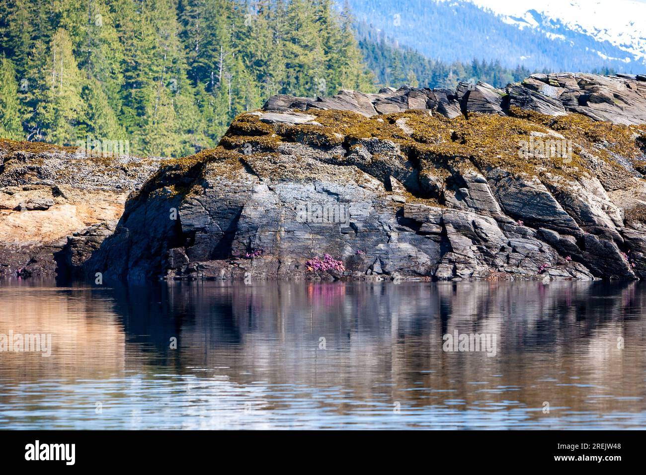 Low tide along the Carroll Inlet near Ketchikan, Alaska reveals purple ...