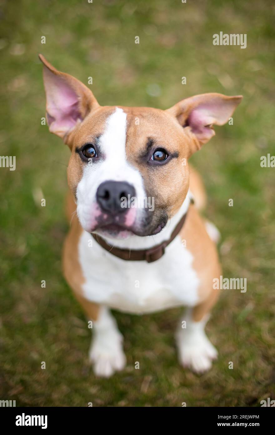 A Pit Bull x Staffordshire Bull Terrier mixed breed dog with floppy ...