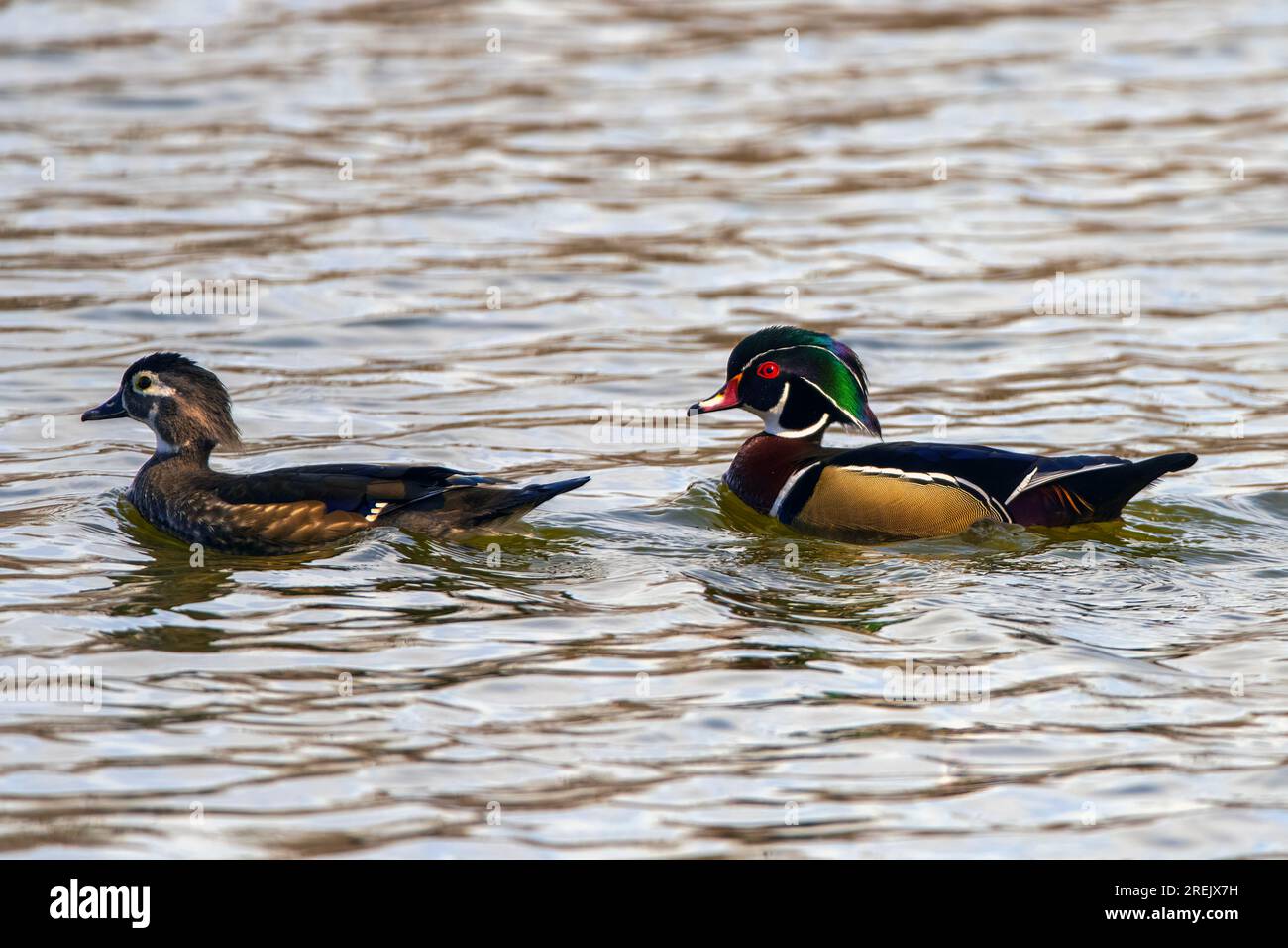 Two Wood Ducks At Presque Isle State Park Stock Photo - Alamy