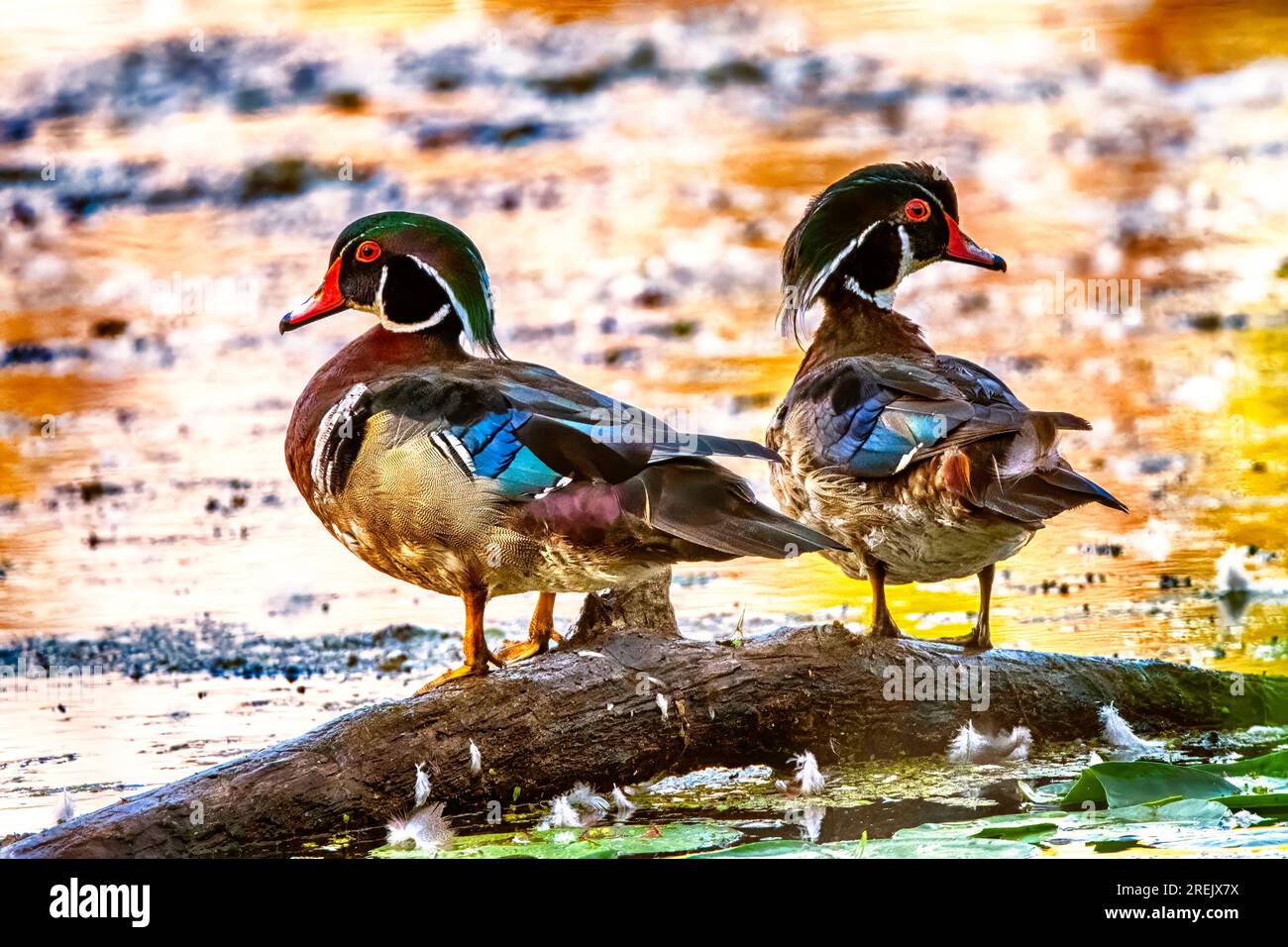 Two Wood Ducks At Presque Isle State Park Stock Photo - Alamy
