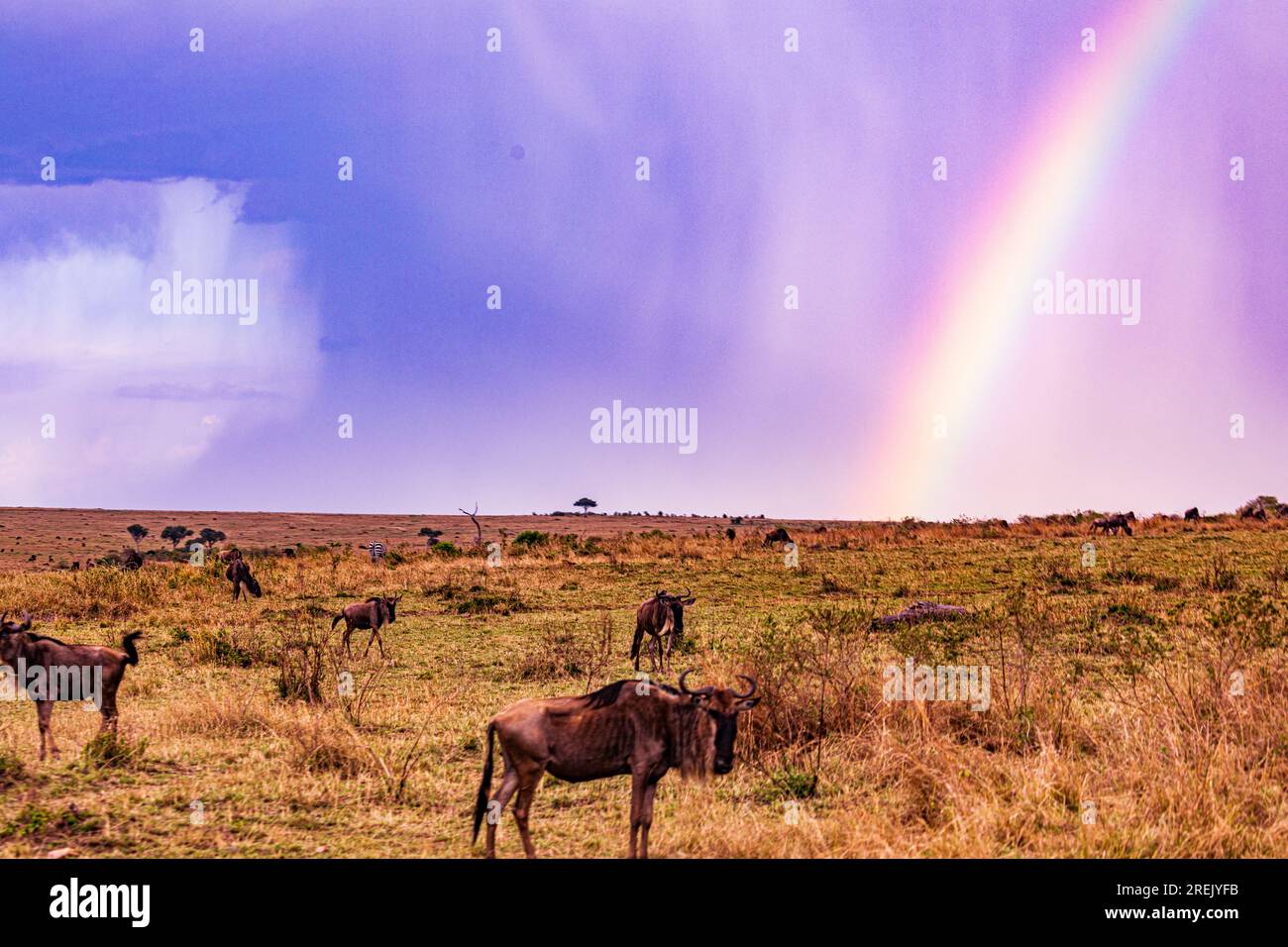 Maasai Mara National Reserve is an area of preserved savannah ...