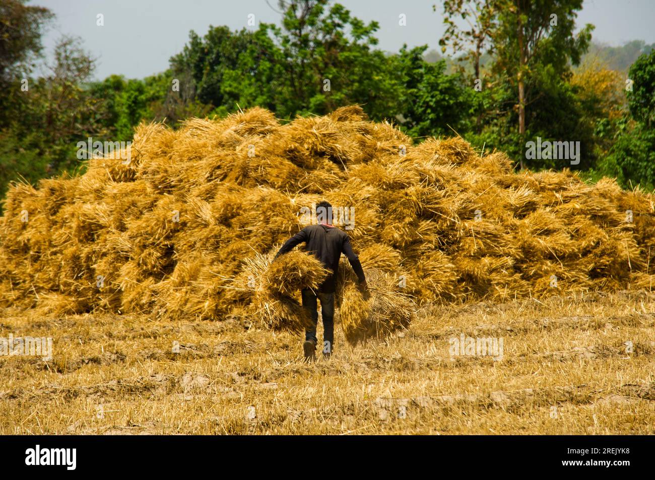 Indian men working on the field at the outskirts of Kaladhungi ...