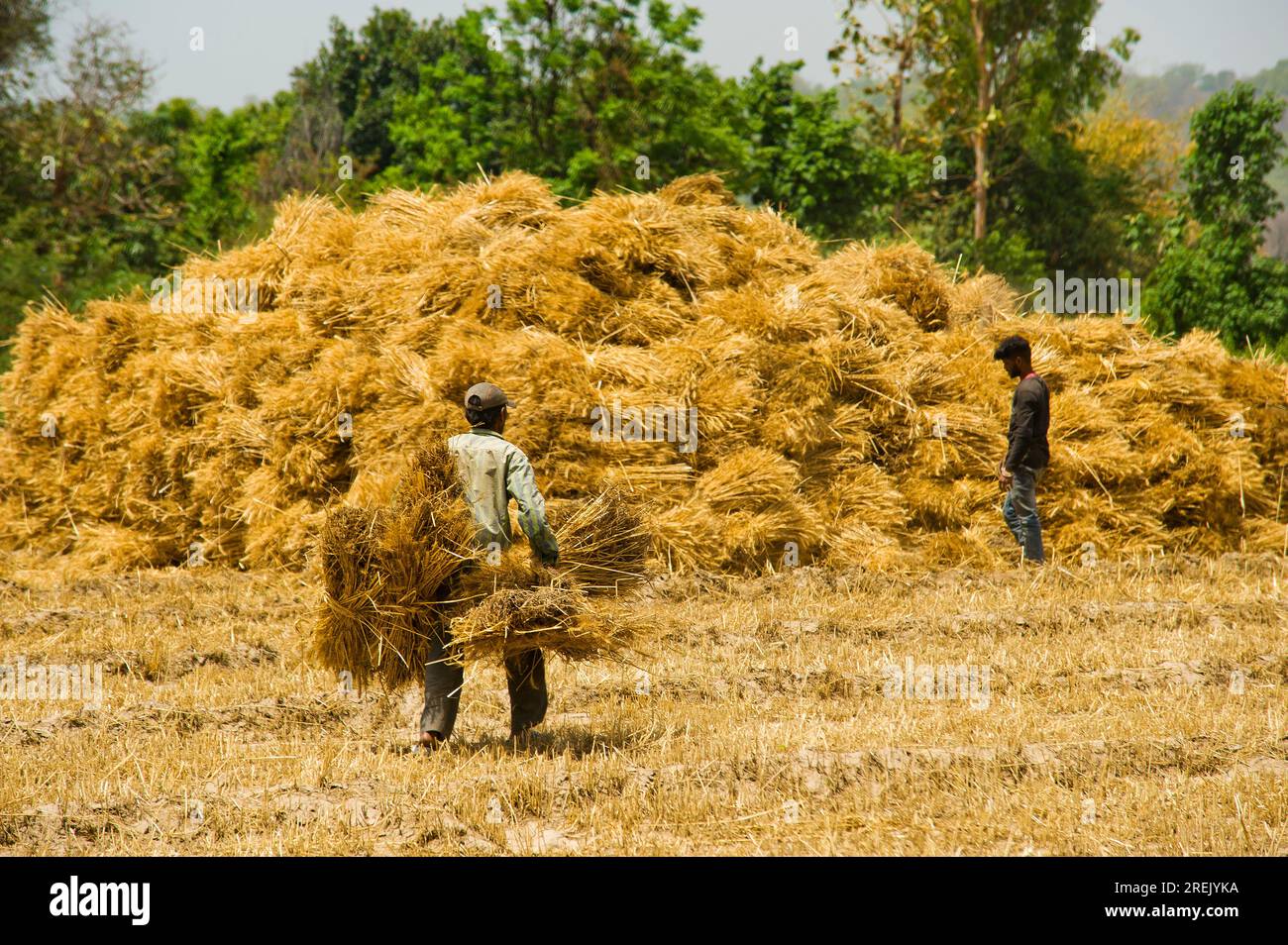 India men agriculture hi-res stock photography and images - Alamy