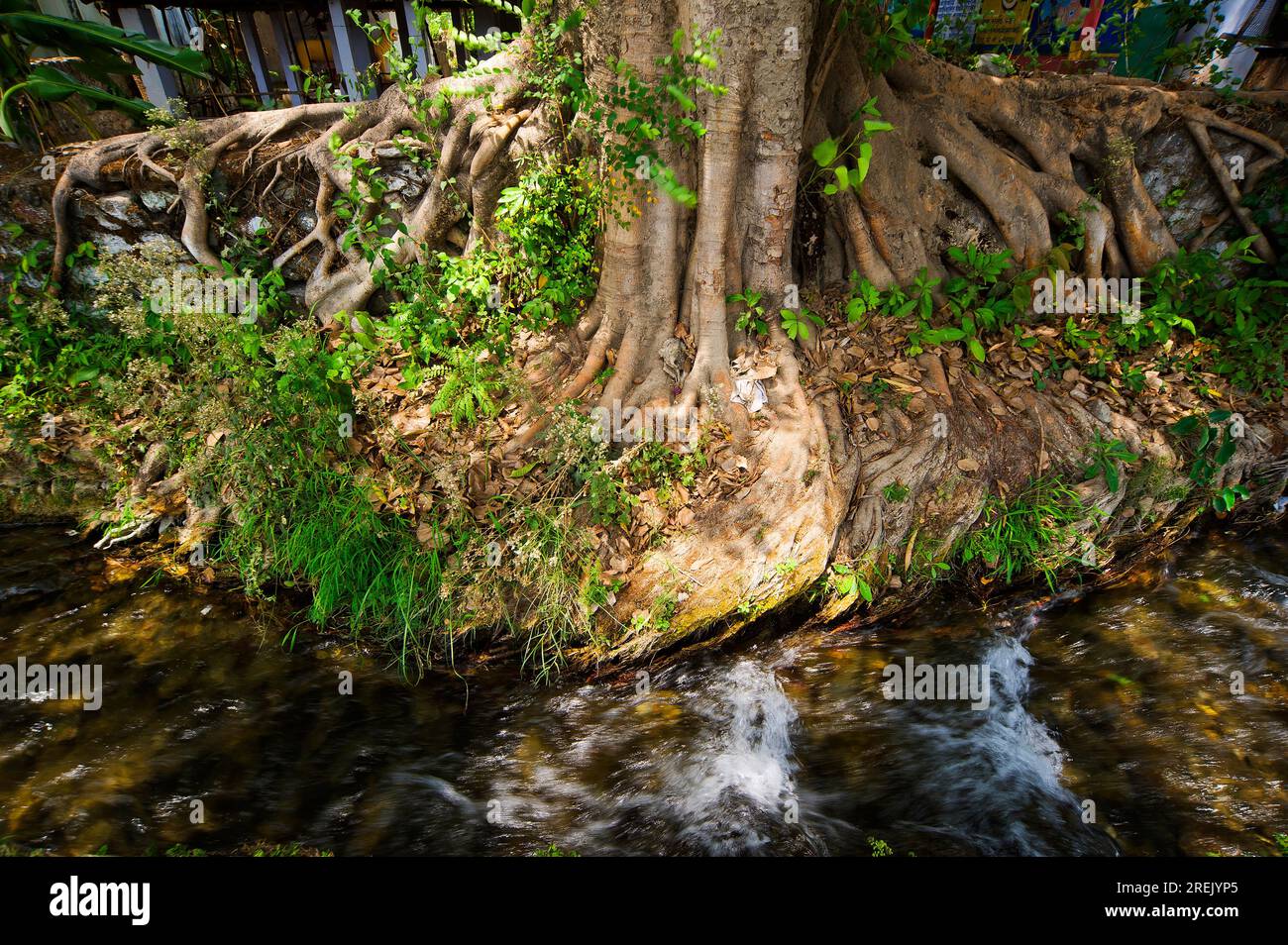 Old indian tree hi-res stock photography and images - Alamy
