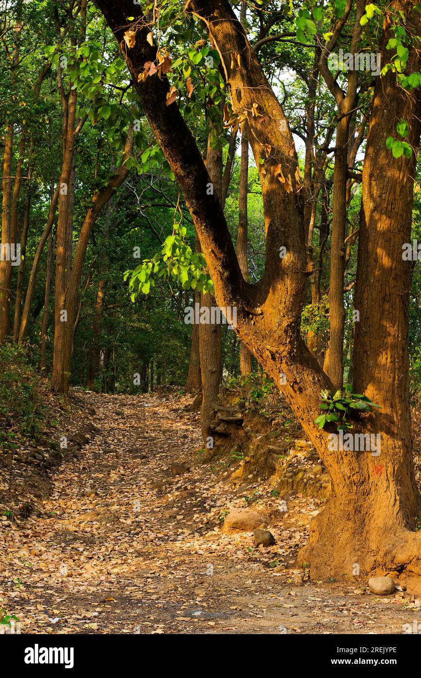 Rough road entering Corbett Farmyard jungle near Kaladhungi ...