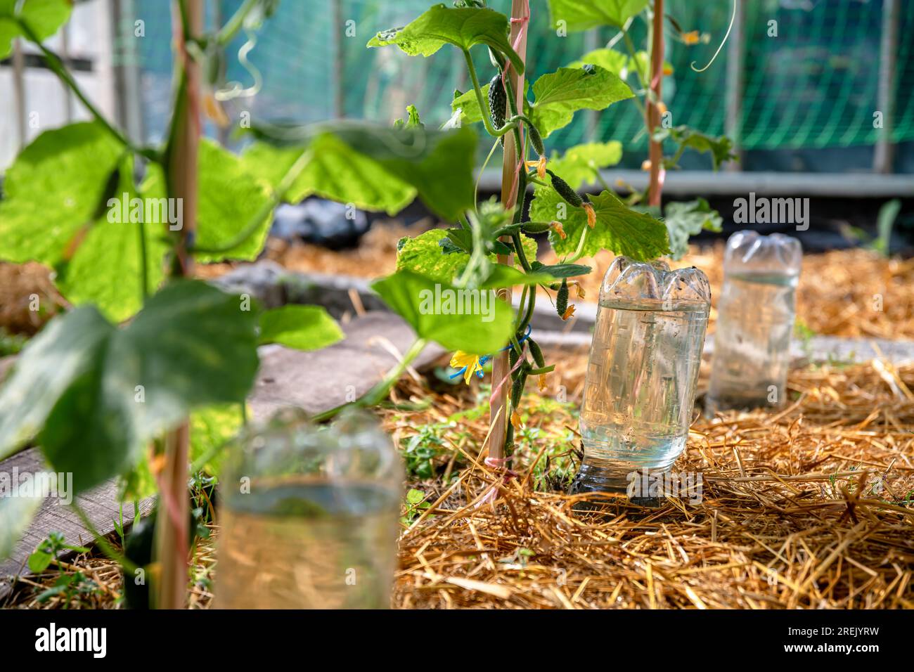 Automatic watering of cucumbers with plastic bottles Stock Photo - Alamy